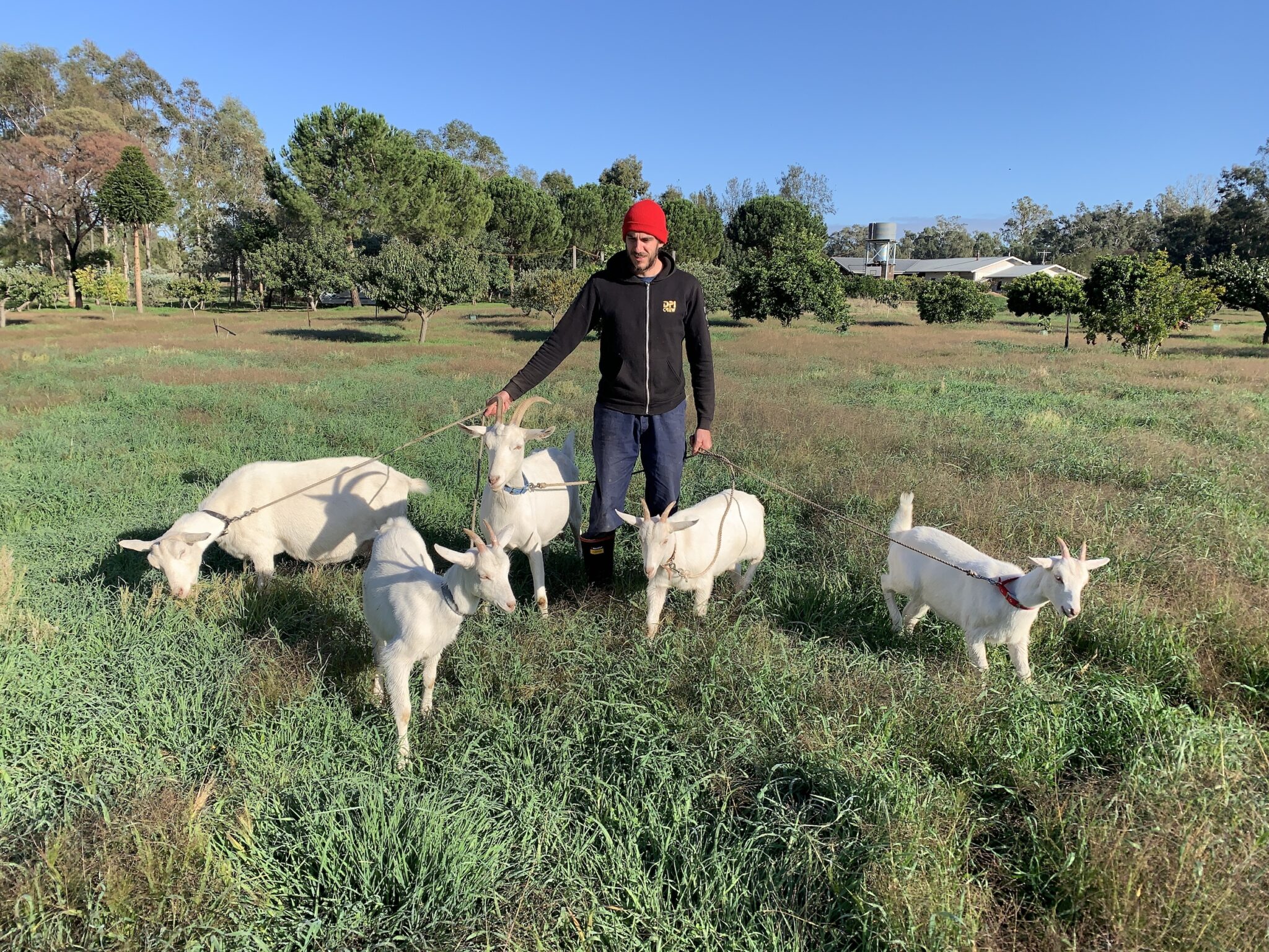 Permaculture Farm Stay – Murrnong Farm – The Barefoot Pear