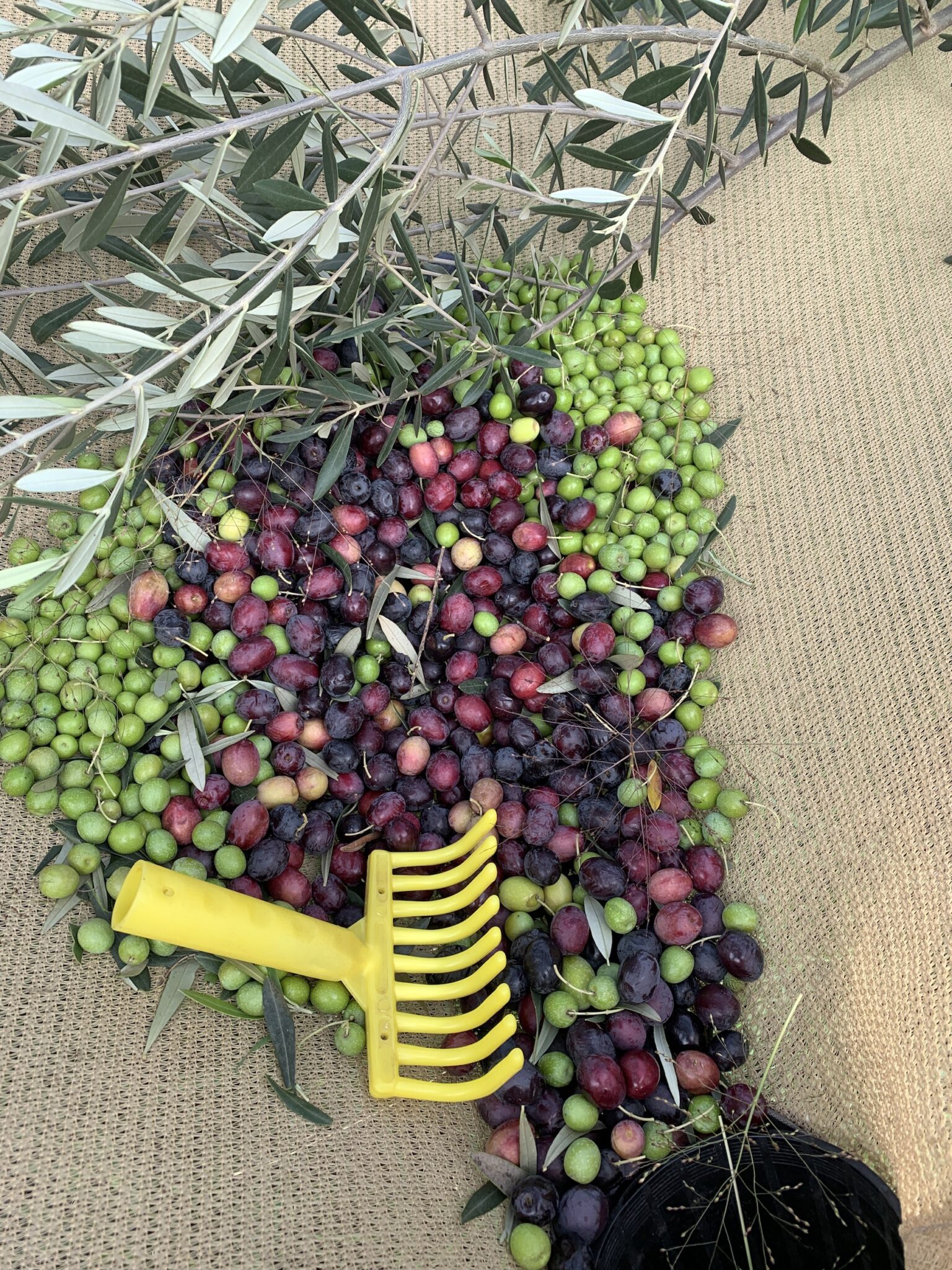 Permaculture Farm Stay – Murrnong Farm – The Barefoot Pear