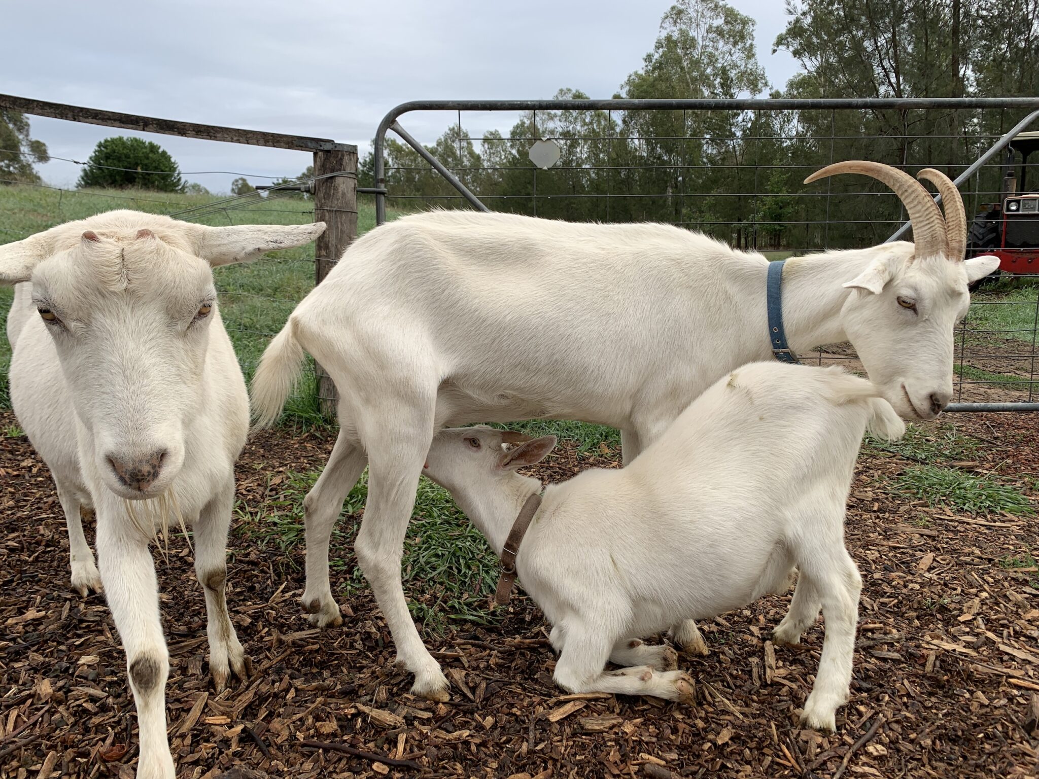 Permaculture Farm Stay – Murrnong Farm – The Barefoot Pear